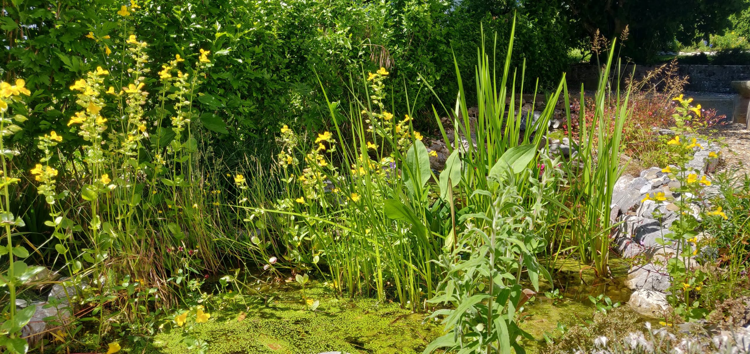 Our Projects – Increase Nature